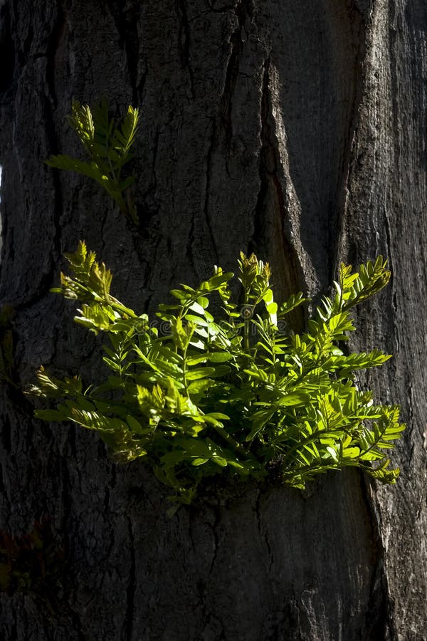 New Green Leaves on a Tree Trunk Stock Image - Image of black, green ...
