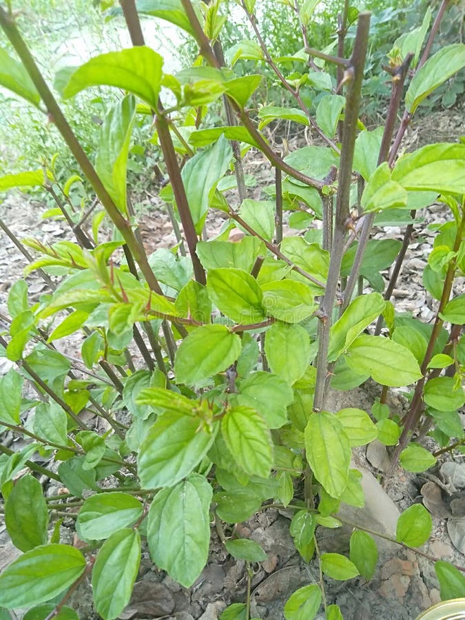 New Green Leef of New Plant Stock Photo - Image of plant, leef: 176745018