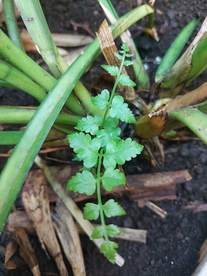 New Green, Newborn Leafs, Backyard Stock Photo - Image of grass, tree ...