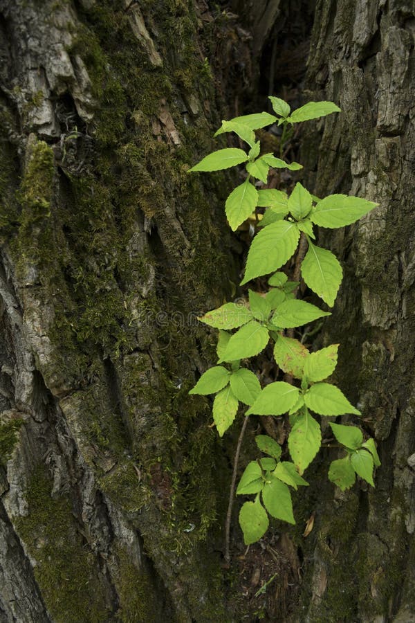 New shoots of the old tree stock image. Image of forests - 119490697
