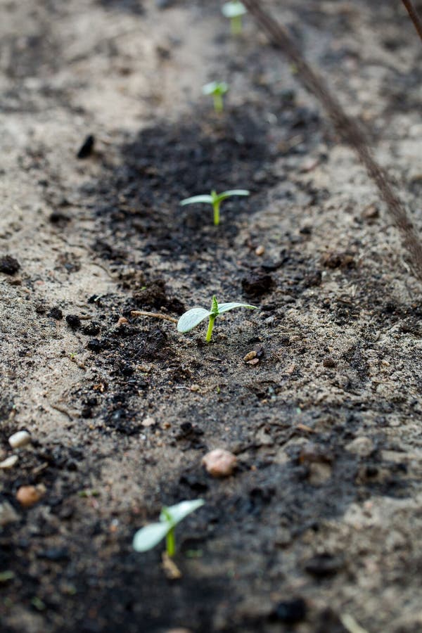 New Green Sprout Growing in Summer Garden. Stock Photo - Image of soil ...