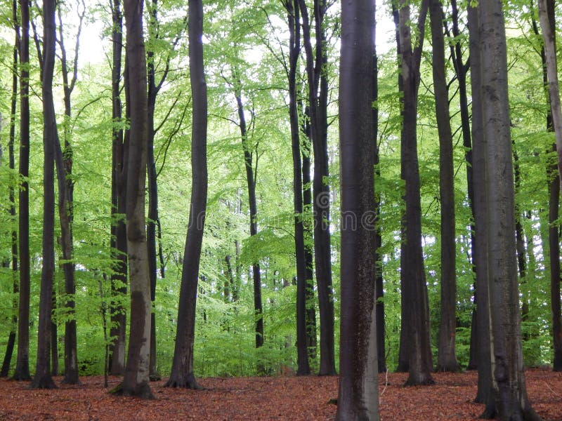 New Greenery on the Trees in Spring Stock Photo - Image of green ...