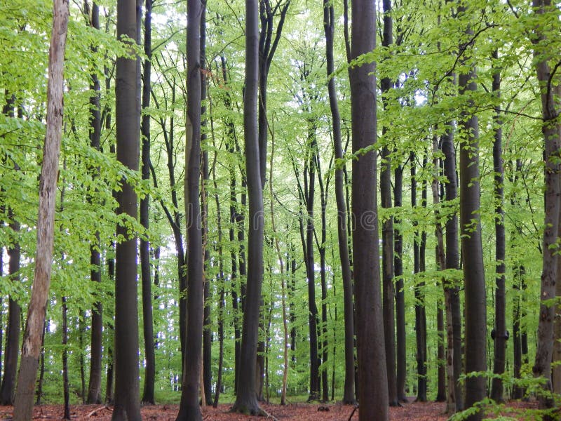 New Greenery on the Trees in Spring Stock Photo - Image of woodland ...