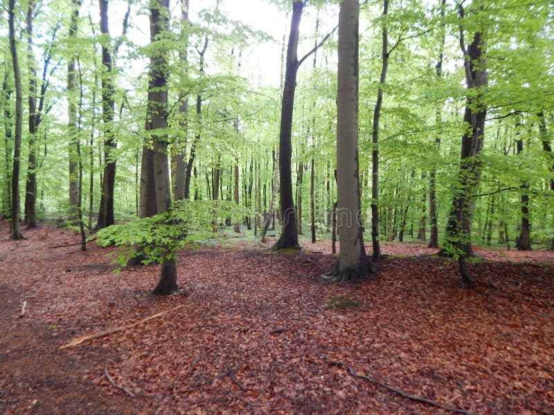 New Greenery on the Trees in Spring Stock Photo - Image of vegetation ...