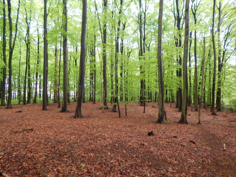 New Greenery on the Trees in Spring Stock Photo - Image of plant, soil ...