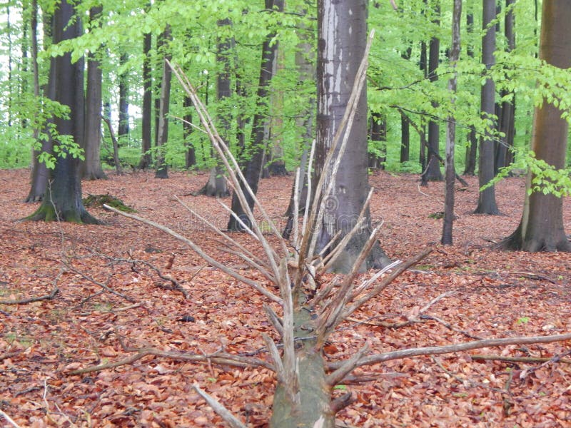 New Greenery on the Trees in Spring Stock Photo - Image of branch, leaf ...