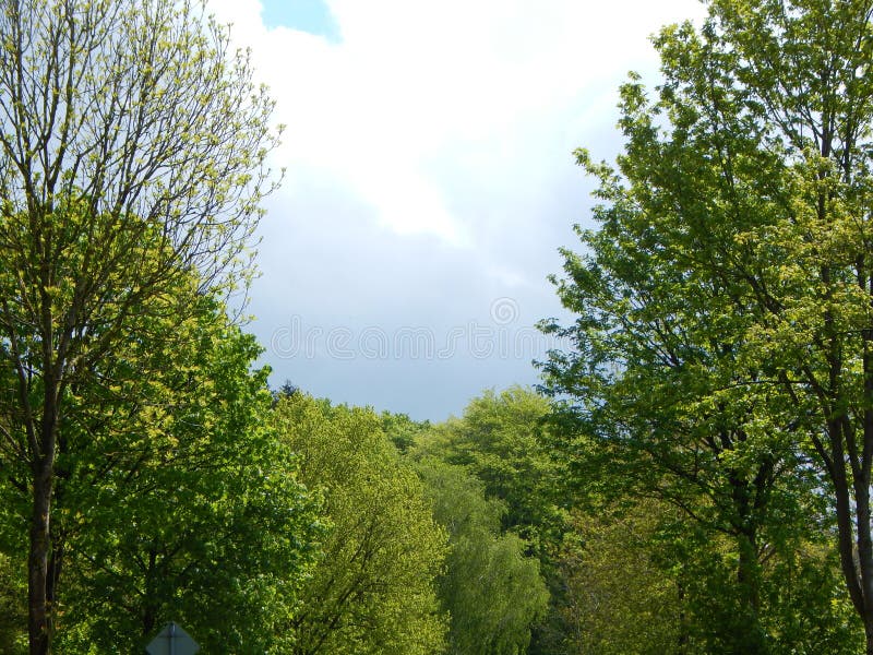 New Greenery on the Trees in Spring Stock Photo - Image of woodland ...