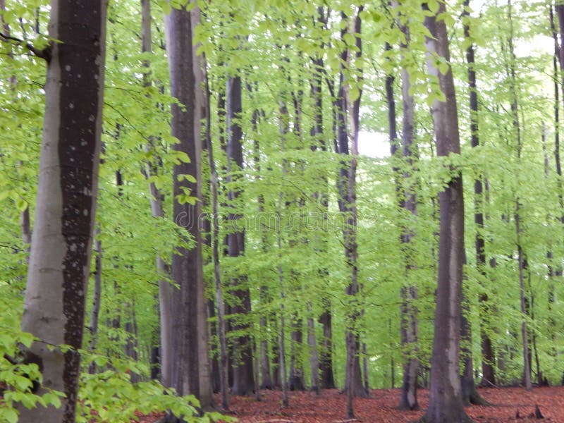 New Greenery on the Trees in Spring Stock Image - Image of leaf ...