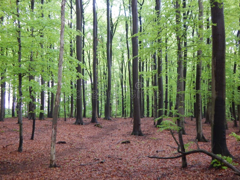 New Greenery on the Trees in Spring Stock Image - Image of branch ...