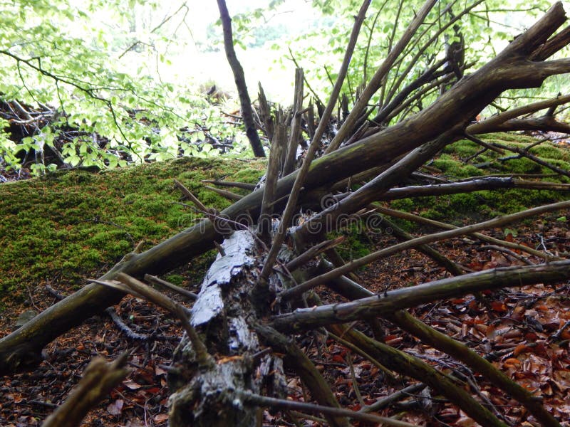 New Greenery on the Trees in Spring Stock Image - Image of jungle ...