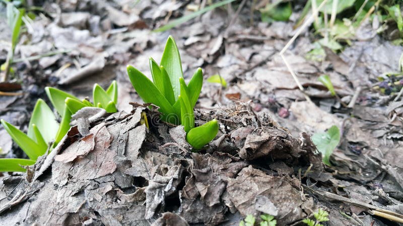 New Growing Flowers in the Garden Stock Image - Image of sappy, juicy ...