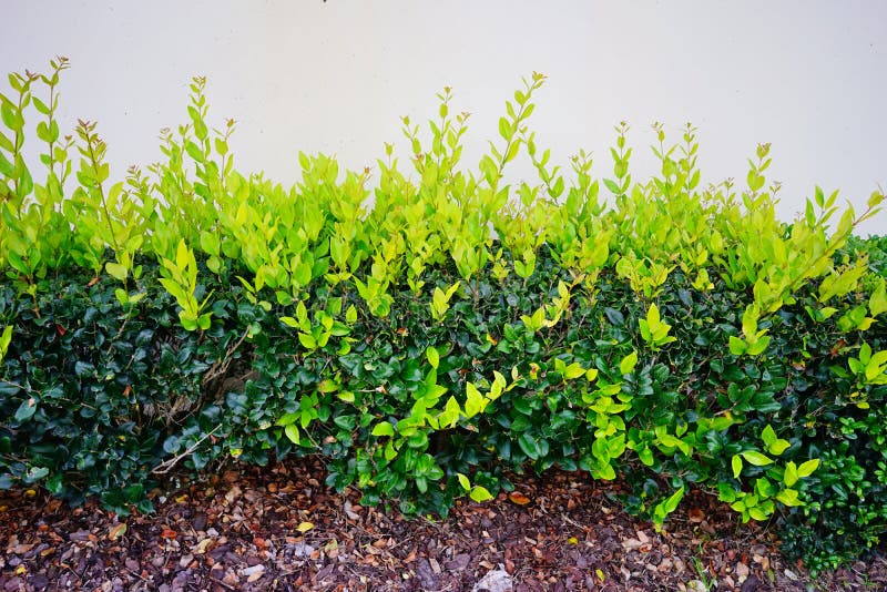 Ilex pur purea holly tree stock image. Image of branch - 114251143