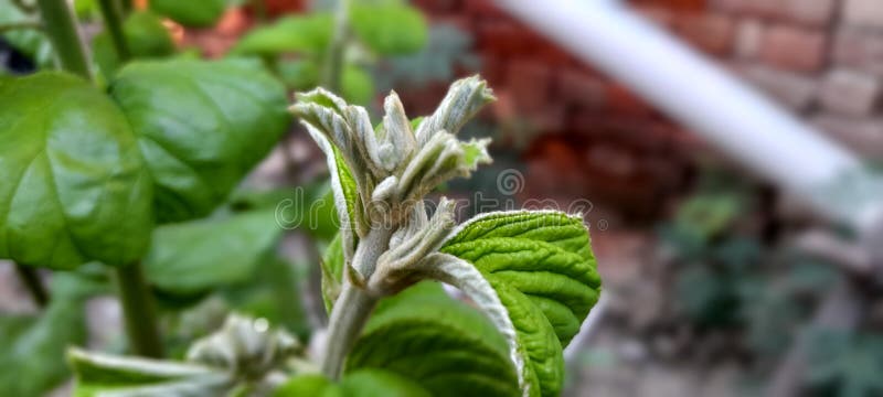 New growing leaf stock image. Image of greenplantleaf - 231739853