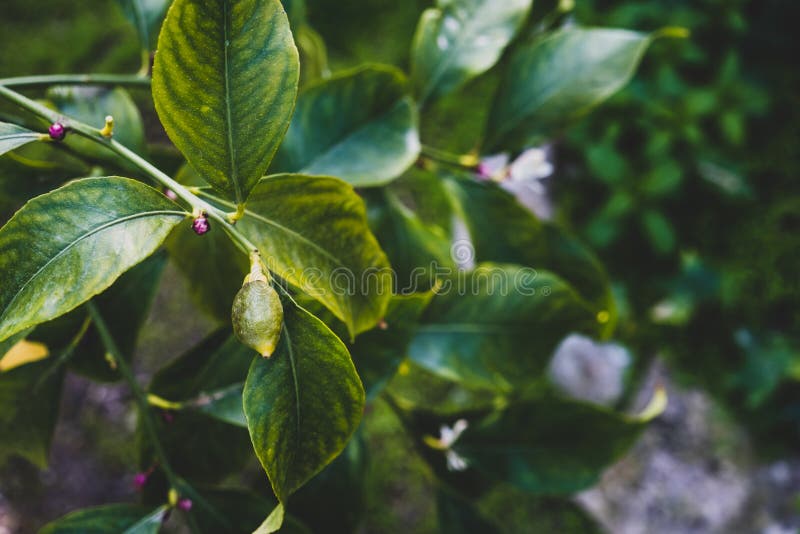 New Growing Tiny Lemons Growing on the Tree Stock Image - Image of tiny ...