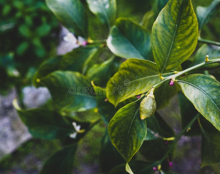 New Growing Tiny Lemons Growing on the Tree Stock Photo - Image of food ...