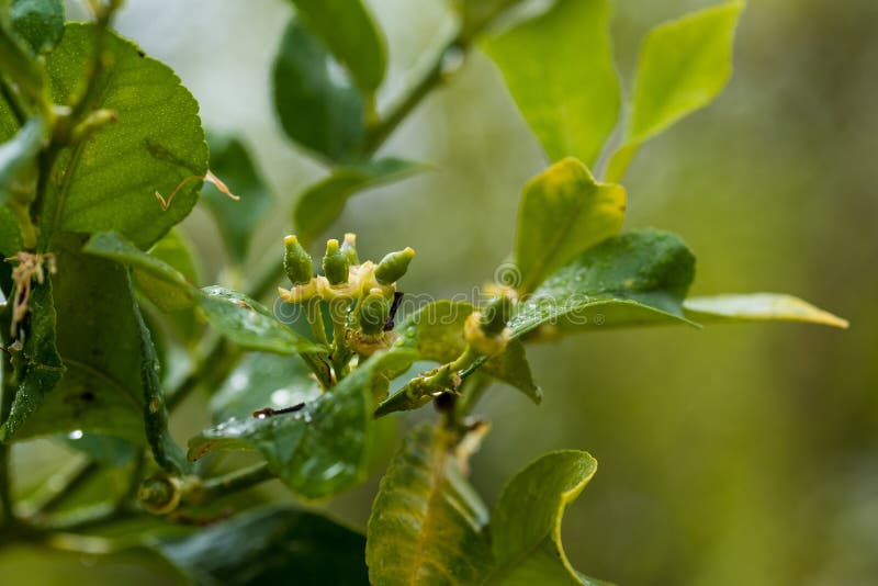New Growing Tiny Lemons Growing on the Tree Stock Image - Image of ...