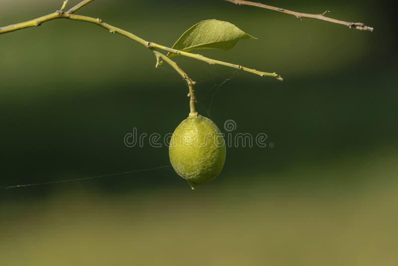 Newly Grown Lemon Tree and Its Fruit.Small Lemon Stock Photo - Image of ...