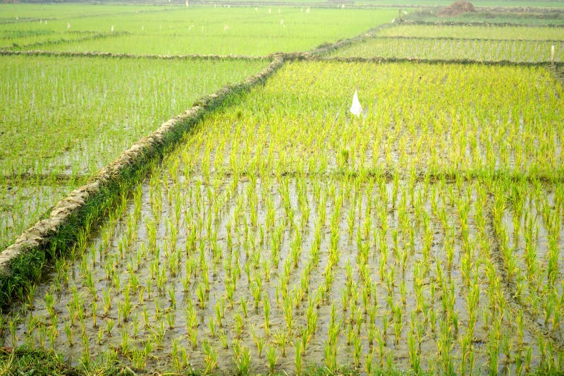 New Grown Plant in Rice Paddy Field Stock Photo - Image of natural ...