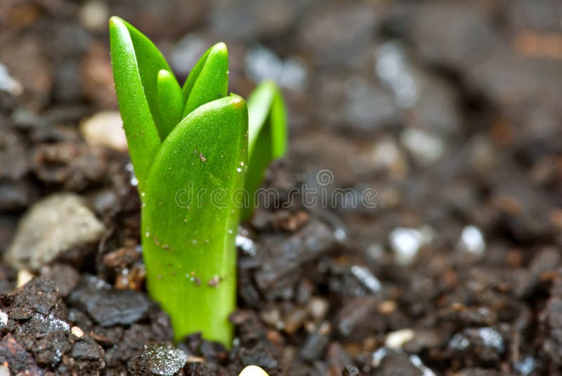 New sprout stock image. Image of agriculture, environmental - 6954565