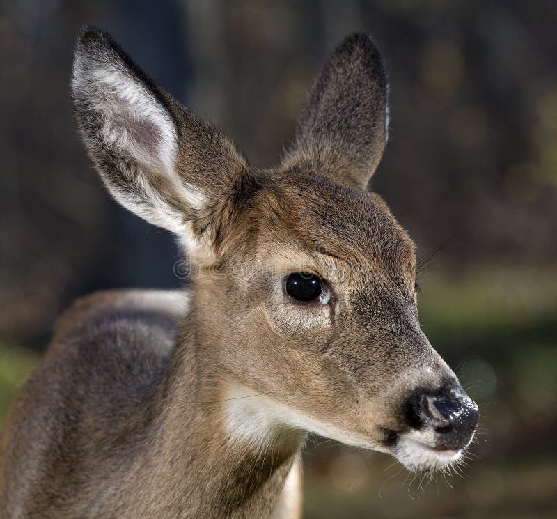 Male Whitetail Deer With New Antlers Growing Stock Image - Image of ...