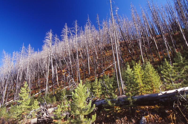 New Growth After Forest Fire. Stock Photo - Image of disaster, growth ...