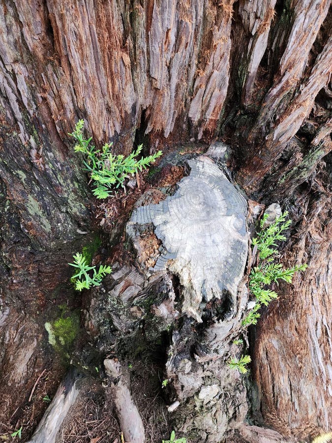 New Growth from the Bottom of Tree. Stock Image - Image of trail, leaf ...