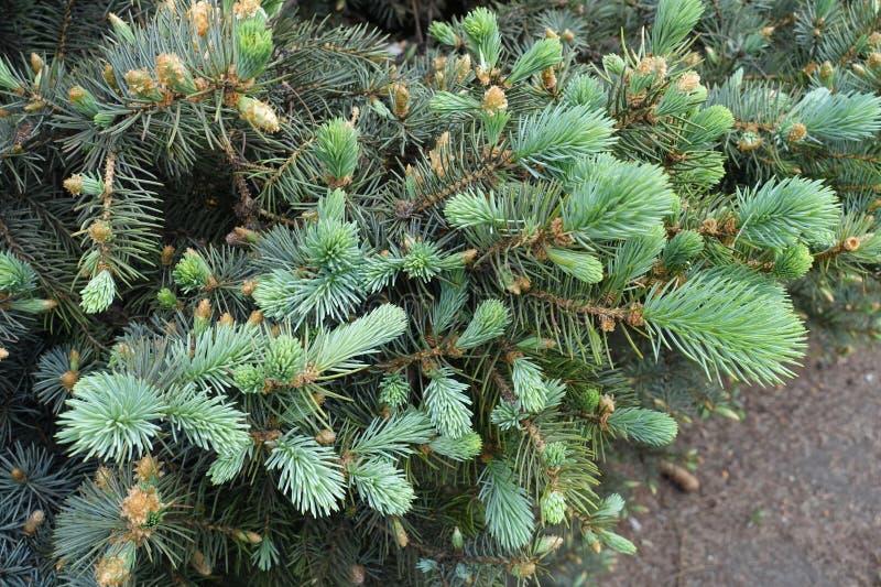New Growth on Branches of Blue Spruce Stock Image - Image of conifer ...