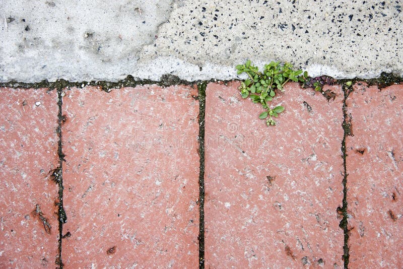 New Growth Breaking Through Paving Picture. Image: 6389618