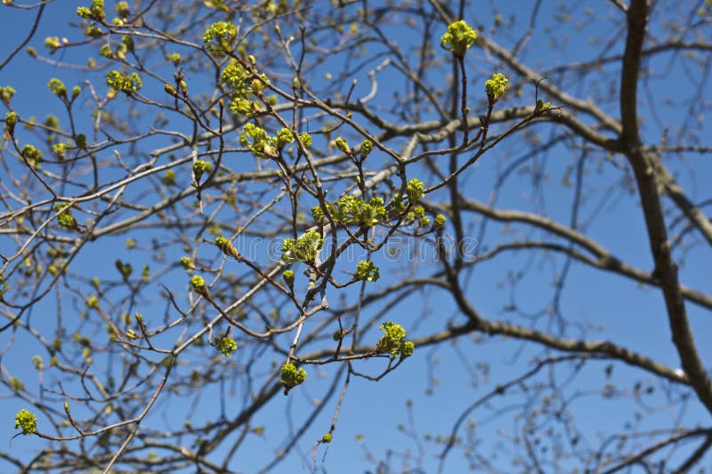 New growth bud stock image. Image of skies, tree, cloudless - 48485319