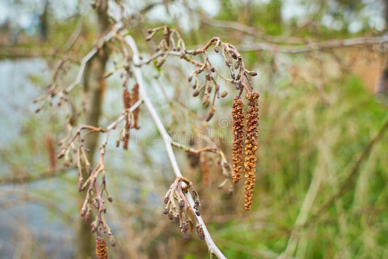 New Growth Budding Out Birch in Spring Time. Stock Photo - Image of ...