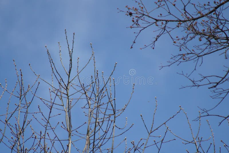 New Growth or Buds in the Branches of Large Oak Tree Stock Photo ...