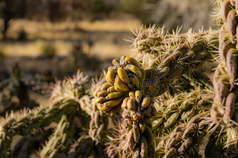 New Growth on Chain Link Cactus Stock Photo - Image of nature, west ...