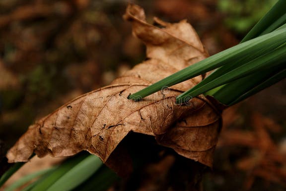 New Growth through Decaying Leaf Stock Image - Image of lifting, veins ...