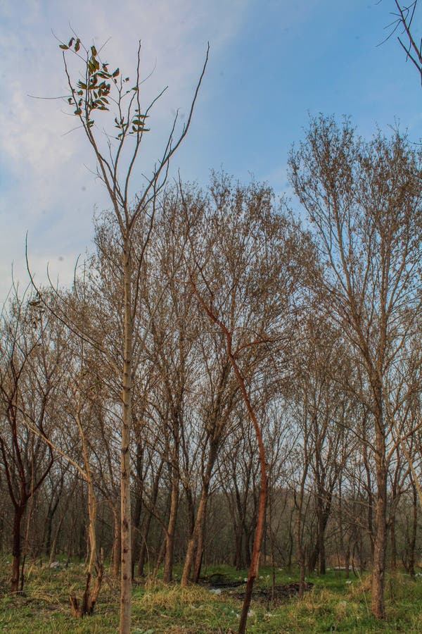 New Growth Forest Wild Trees Stock Image - Image of nature, growth ...