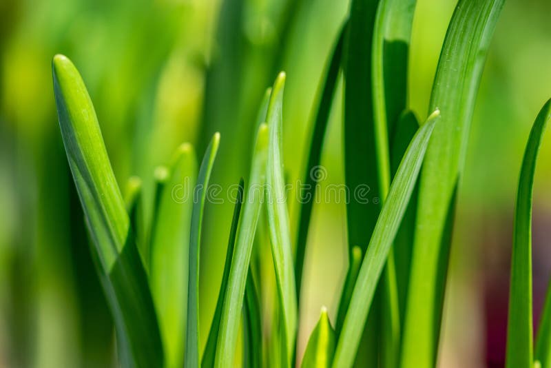 New Growth Form Bulbs in Spring Stock Image - Image of home, bedside ...