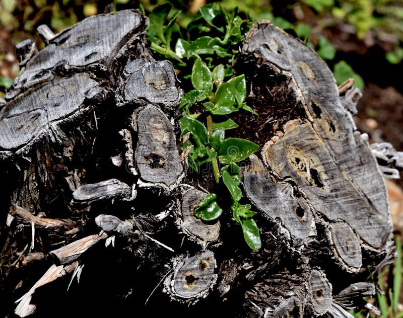 New Growth from Old Tree Stump Stock Image - Image of dead, green: 51716801