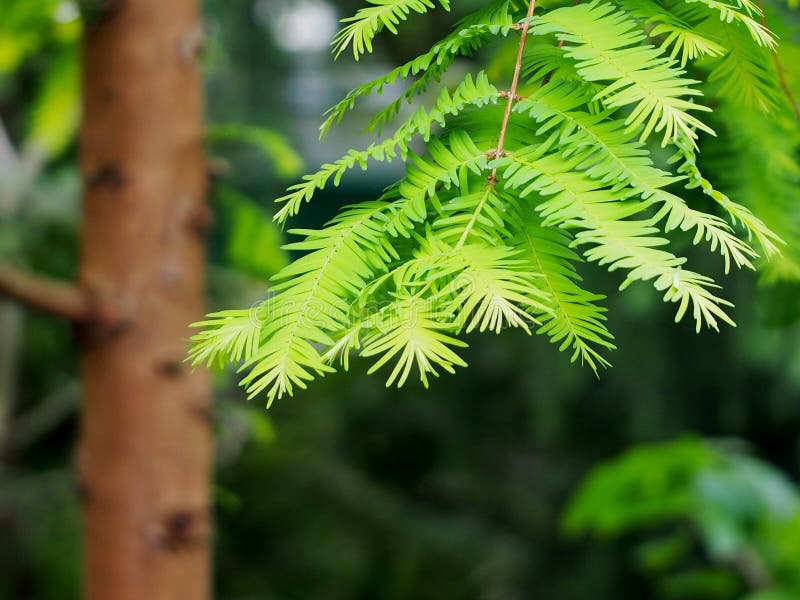 New Growth on Redwood Tree stock photo. Image of wood - 54657674