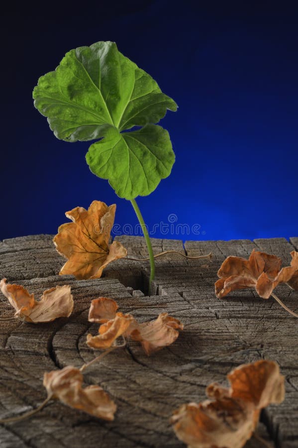 New Leaf Emerging from Decaying Stump Stock Image - Image of tree ...