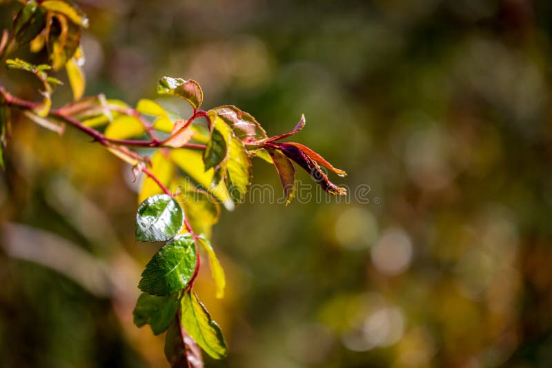New Growth on a Rose Bush at the Start of Spring Stock Image - Image of ...