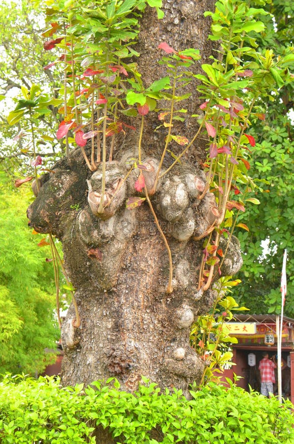 New growth stock photo. Image of biology, island, organism - 85658168