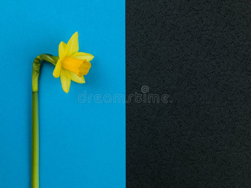 New Growth Spring Daffodil FLower Stock Image - Image of daffodil ...