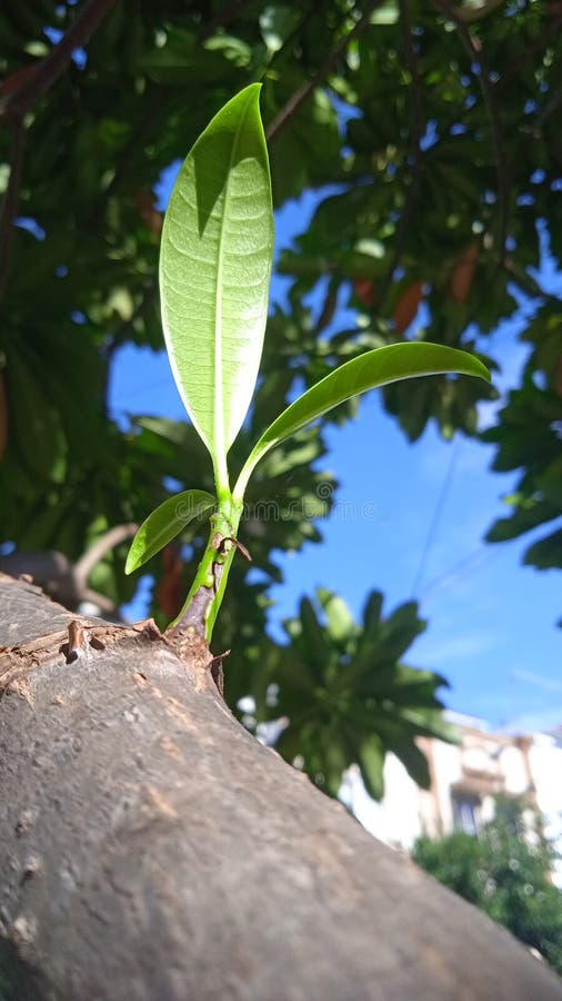 New growth sprout stock image. Image of growth, shoots - 261956903