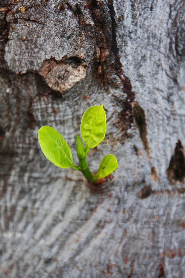 New growth on tree stock image. Image of young, plant - 21435233