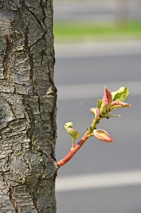 New growth on the tree stock photo. Image of woods, brown - 74671860