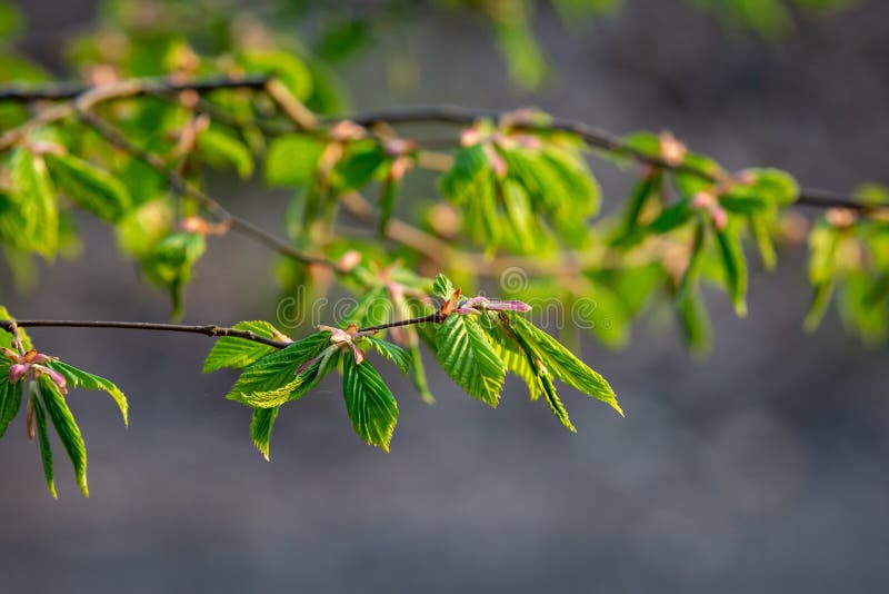 New Growth on a Tree in Springtime, with Evening Light Stock Photo ...