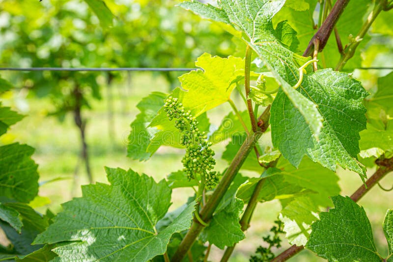 Vines in a Vineyard stock photo. Image of people, farmland - 151775732