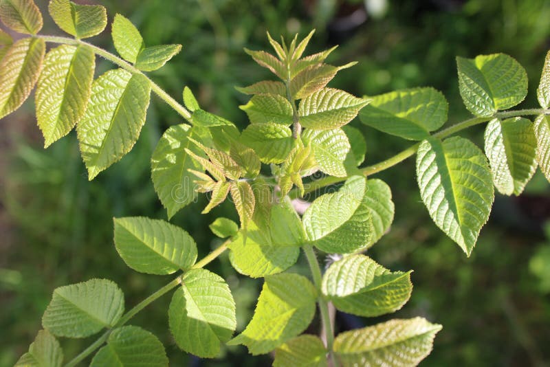 New Growth on a Young Black Walnut Sapling Stock Image - Image of ...