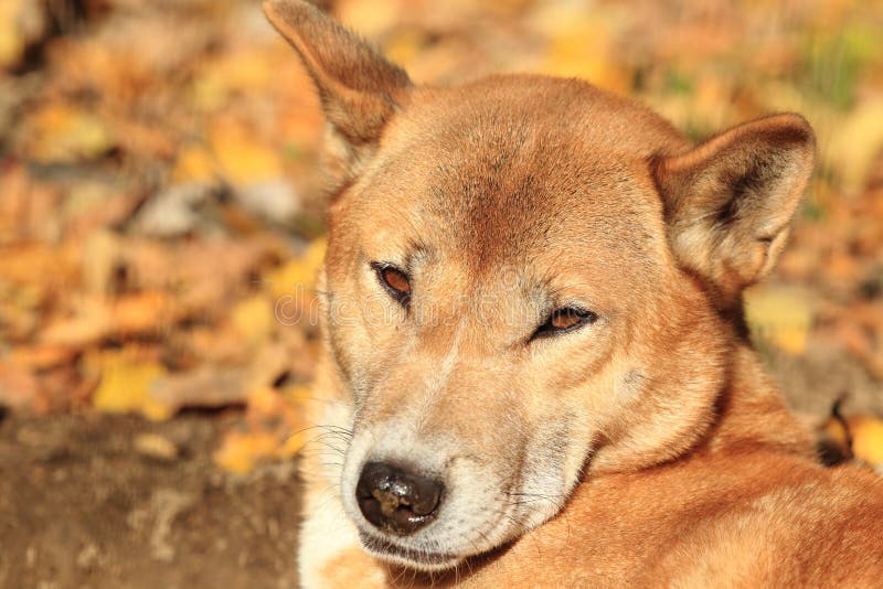 Dingo stock photo. Image of dingo, snarl, australian - 10346374