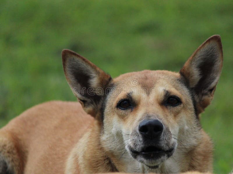 New Guinea Dog stock photo. Image of prey, nose, guinea - 50115758