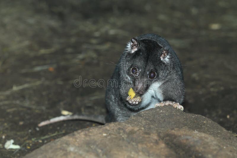 Ground cuscus stock photo. Image of phalanger, mammal - 42069696